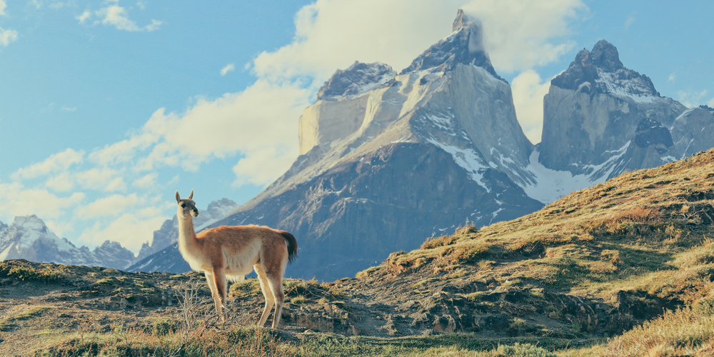 Guanaco Blend: Guanaco, Merino and Silk Yarn – Windy Valley Muskox
