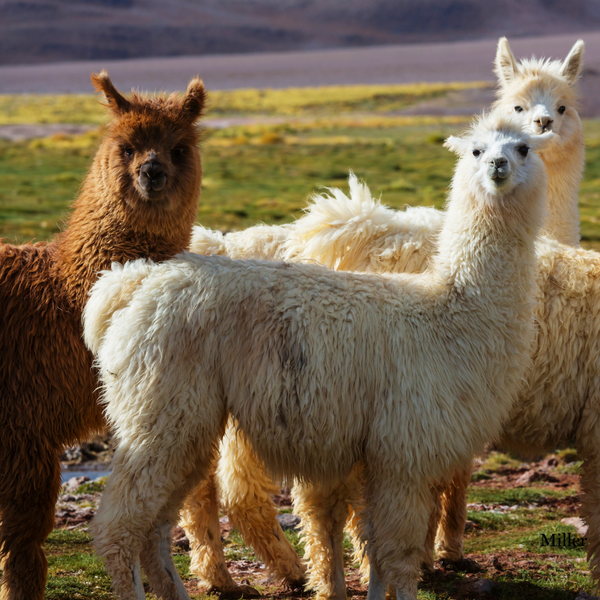 Pure Llama: 100% Extra Fine Llama Yarn – Windy Valley Muskox